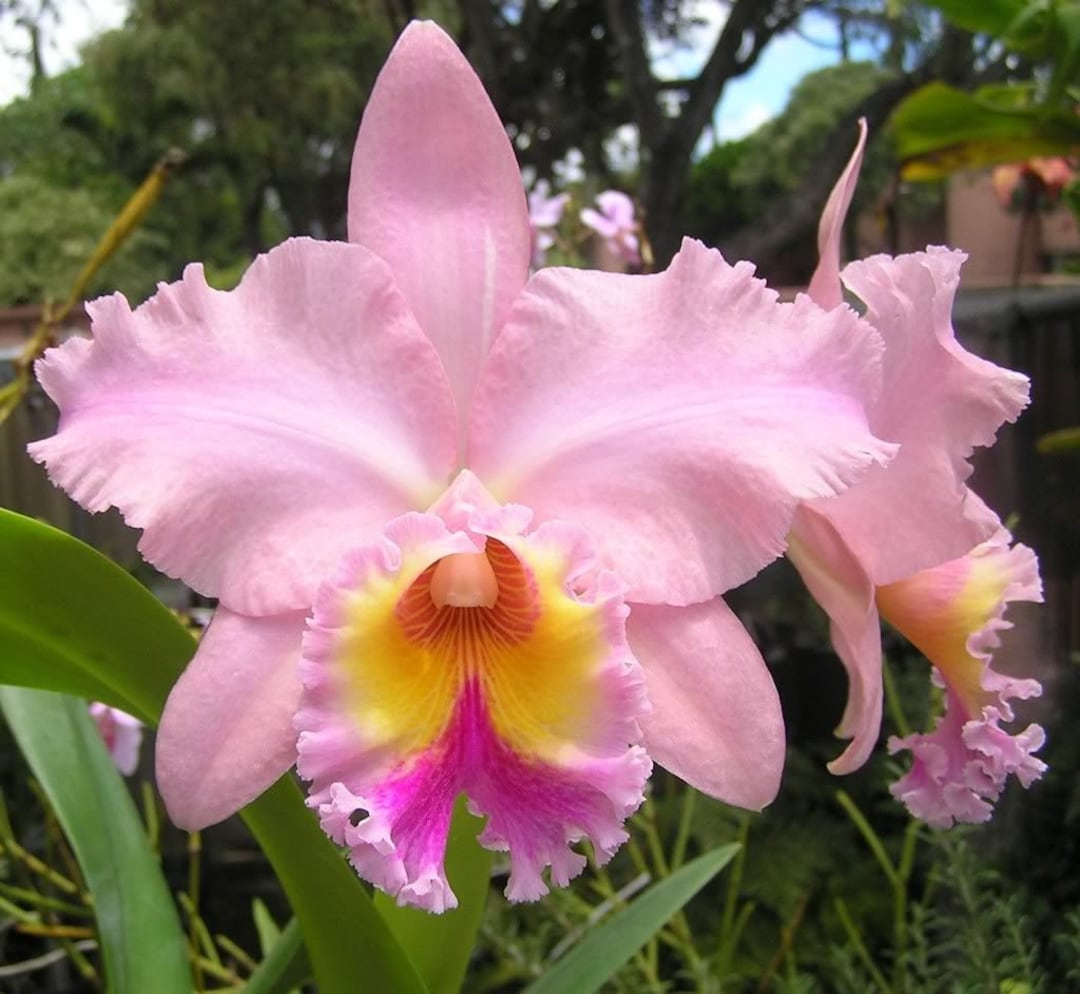 Blc George King 'serendipity', Orchid Plant, Shipped in Pot - Etsy