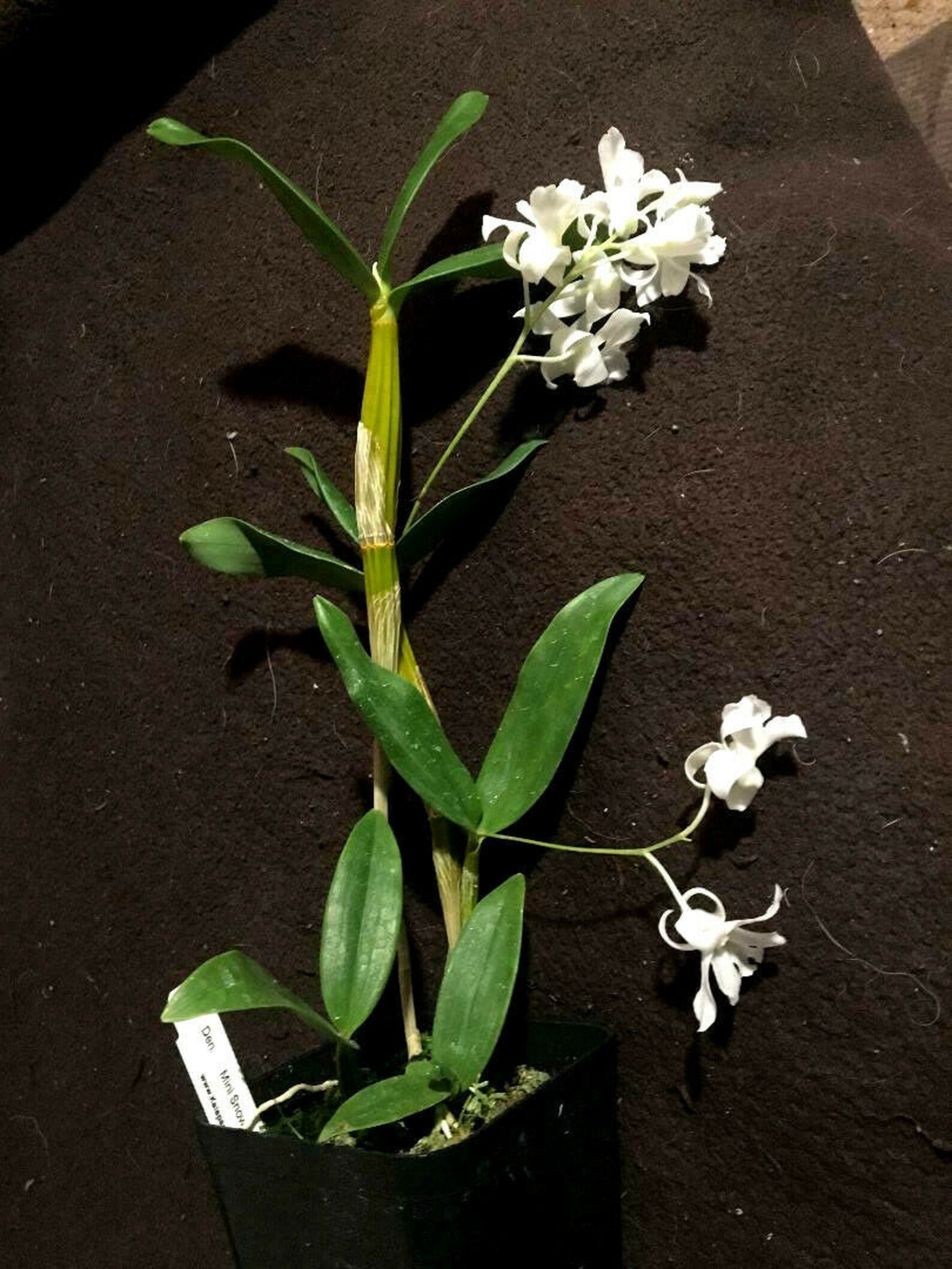 Dendrobium Mini Snowflake Orchid Plant WITH 2 SPIKES - Etsy