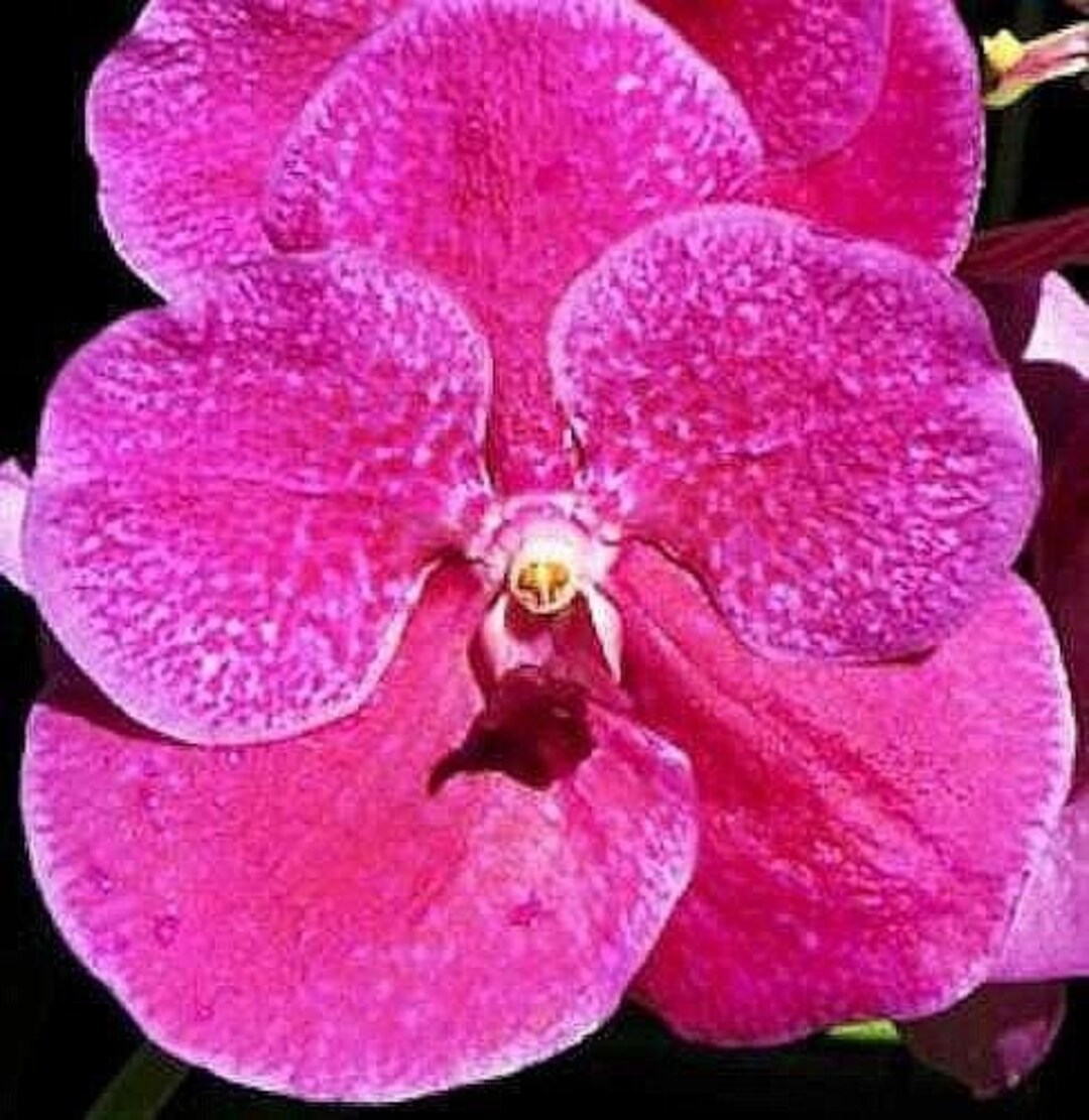 Vanda Pure's Wax Pink 2, Orchid Plant - Etsy