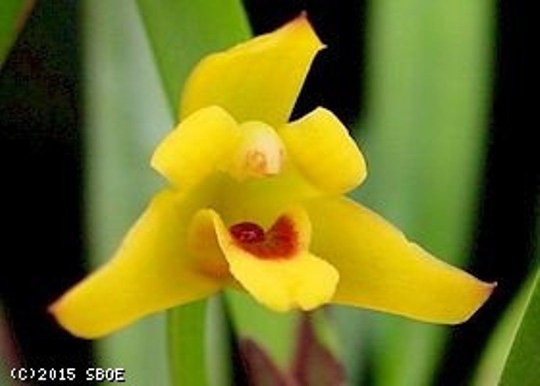 Maxillaria Variabilis, Yellow, Orchid Species - Etsy