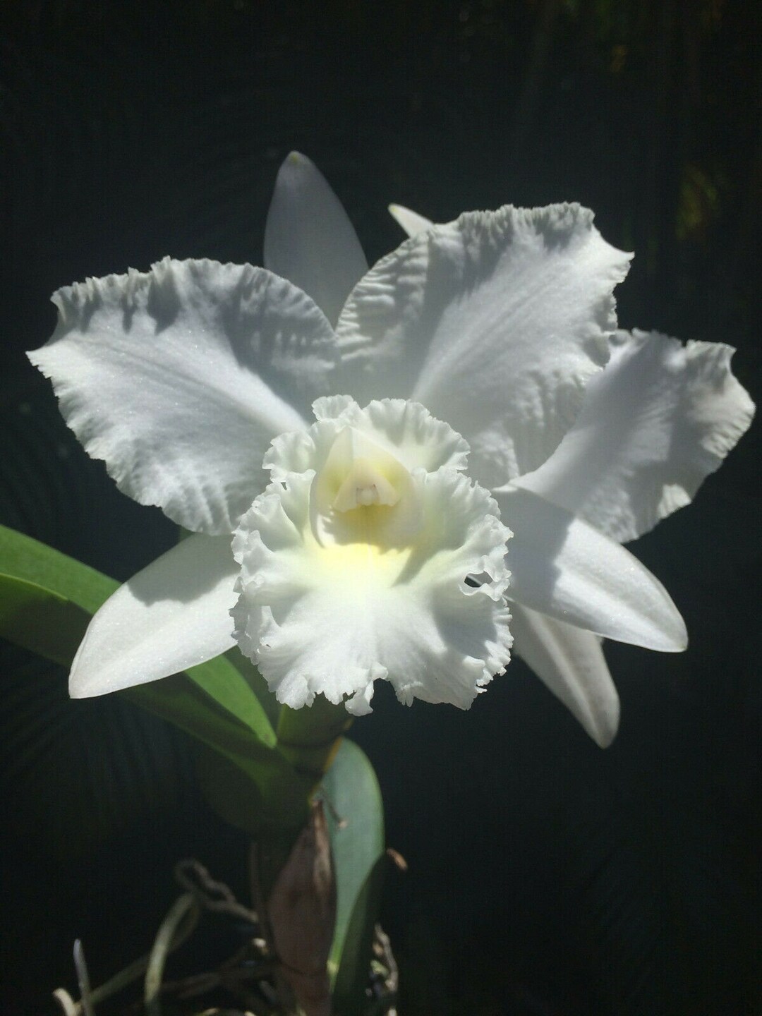 C White Reception 'NN', Orchid Plant, Shipped in Pot - Etsy