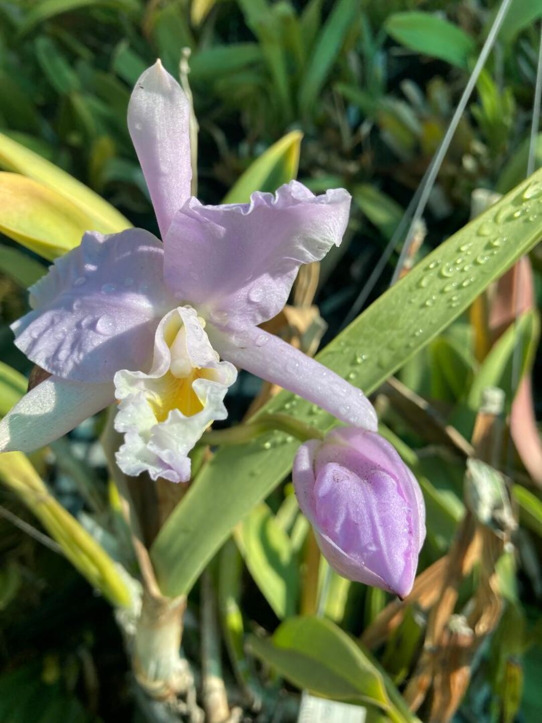 Slc Mini Purple 'lues' X Slc Mari's Love, Orchid Plant - Etsy