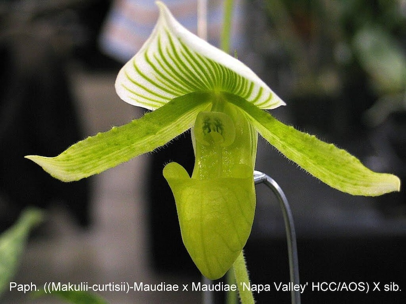 Paph makuli-curtisii Maudiae X Maudiae 'napa | Etsy