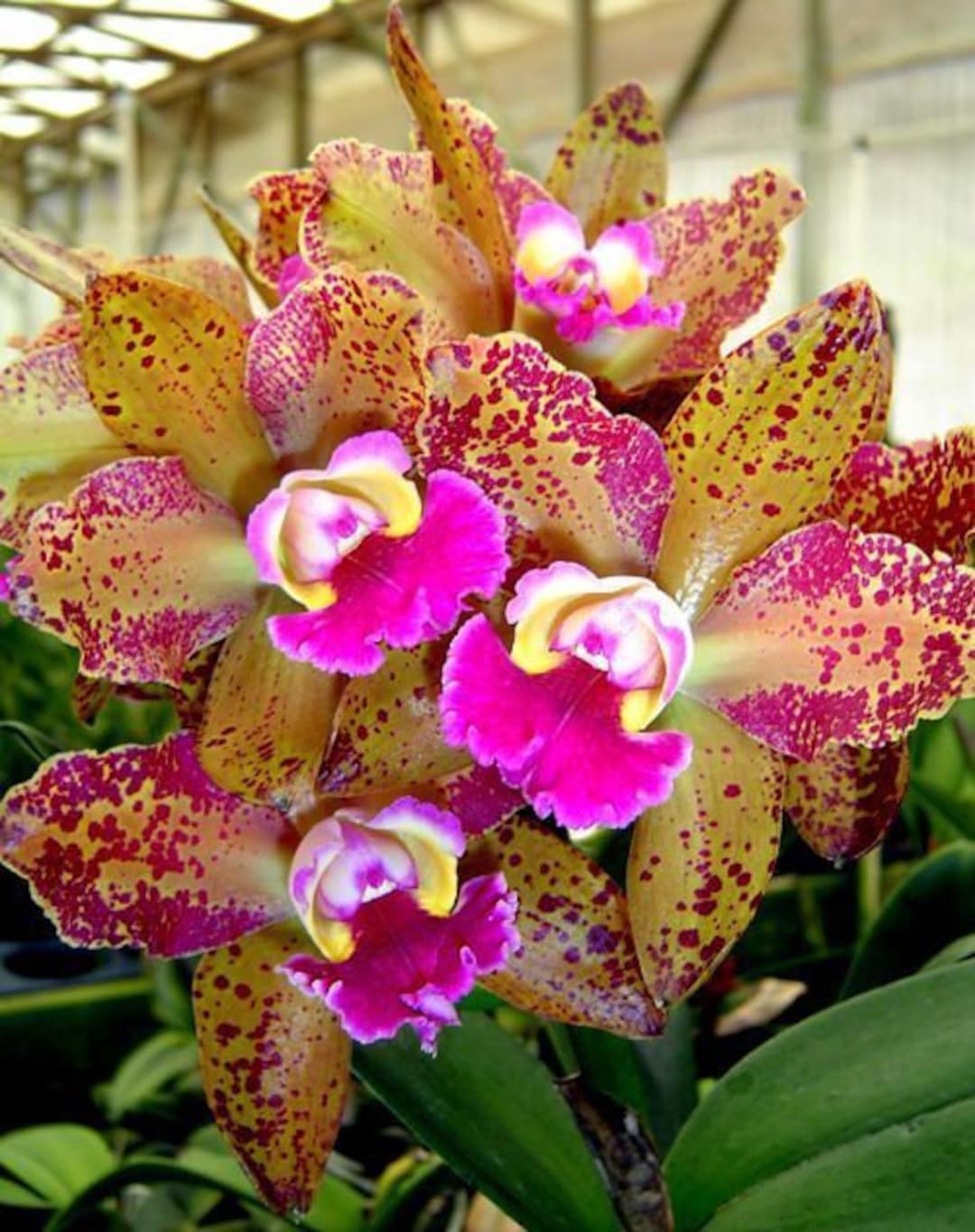 Blc Waianae Leopard 'ching Hue', Orchid Plant - Etsy