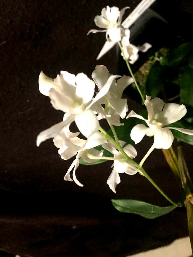 Dendrobium Mini Snowflake Orchid Plant WITH 2 SPIKES - Etsy