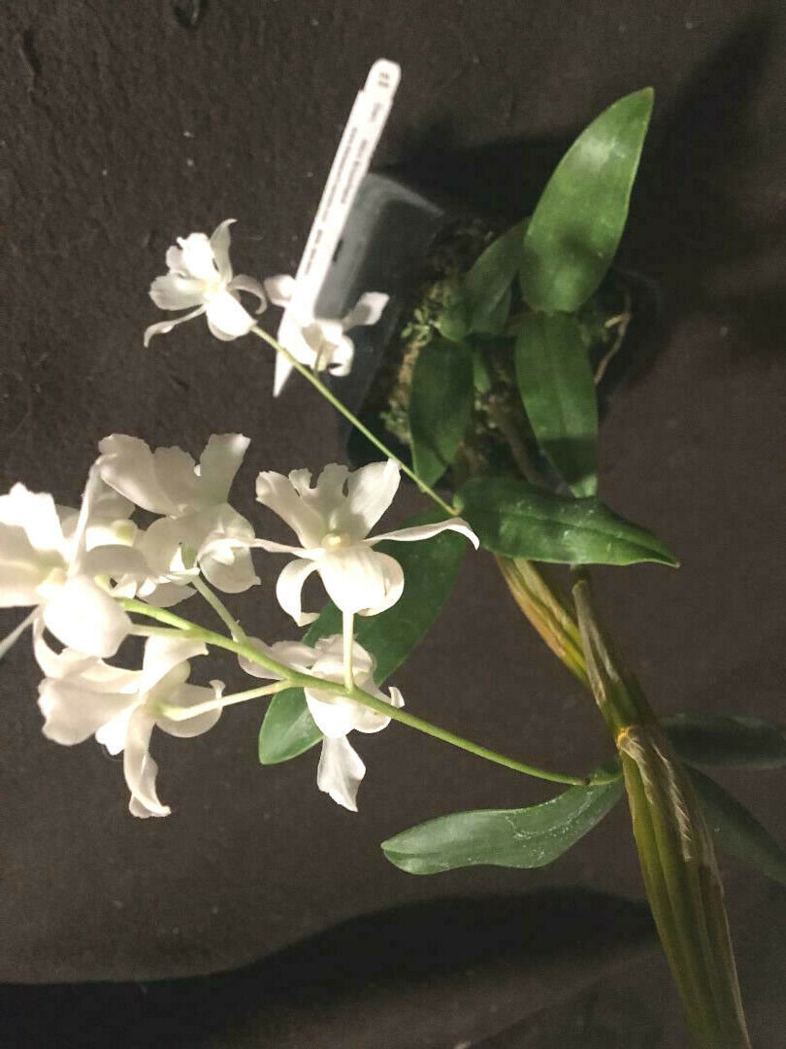 Dendrobium Mini Snowflake Orchid Plant WITH 2 SPIKES - Etsy