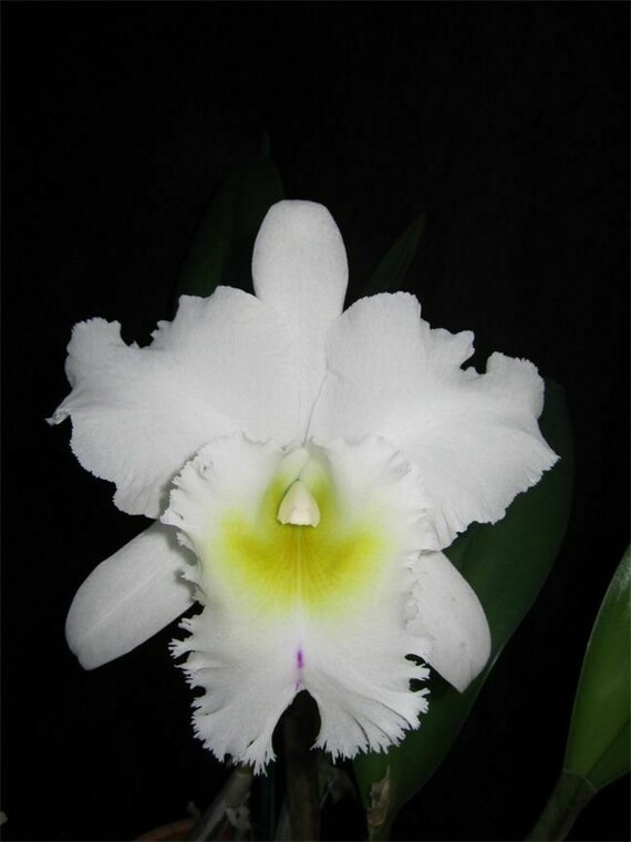 Bc Pastoral 'innocence' Orchid Plant Shipped in Pot - Etsy