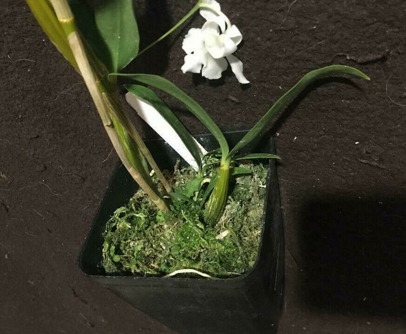 Dendrobium Mini Snowflake Orchid Plant WITH 2 SPIKES - Etsy