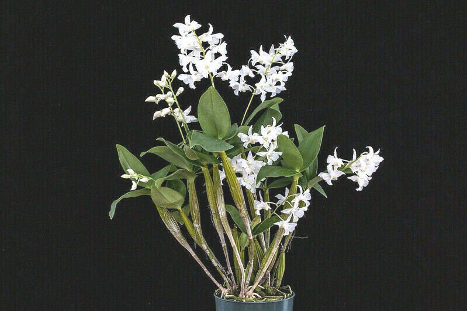 Dendrobium Mini Snowflake Orchid Plant WITH 2 SPIKES - Etsy