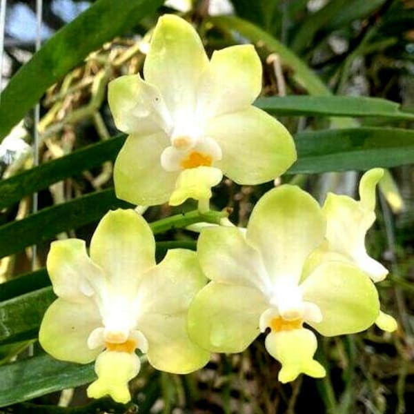 Vanda Orchid - Etsy
