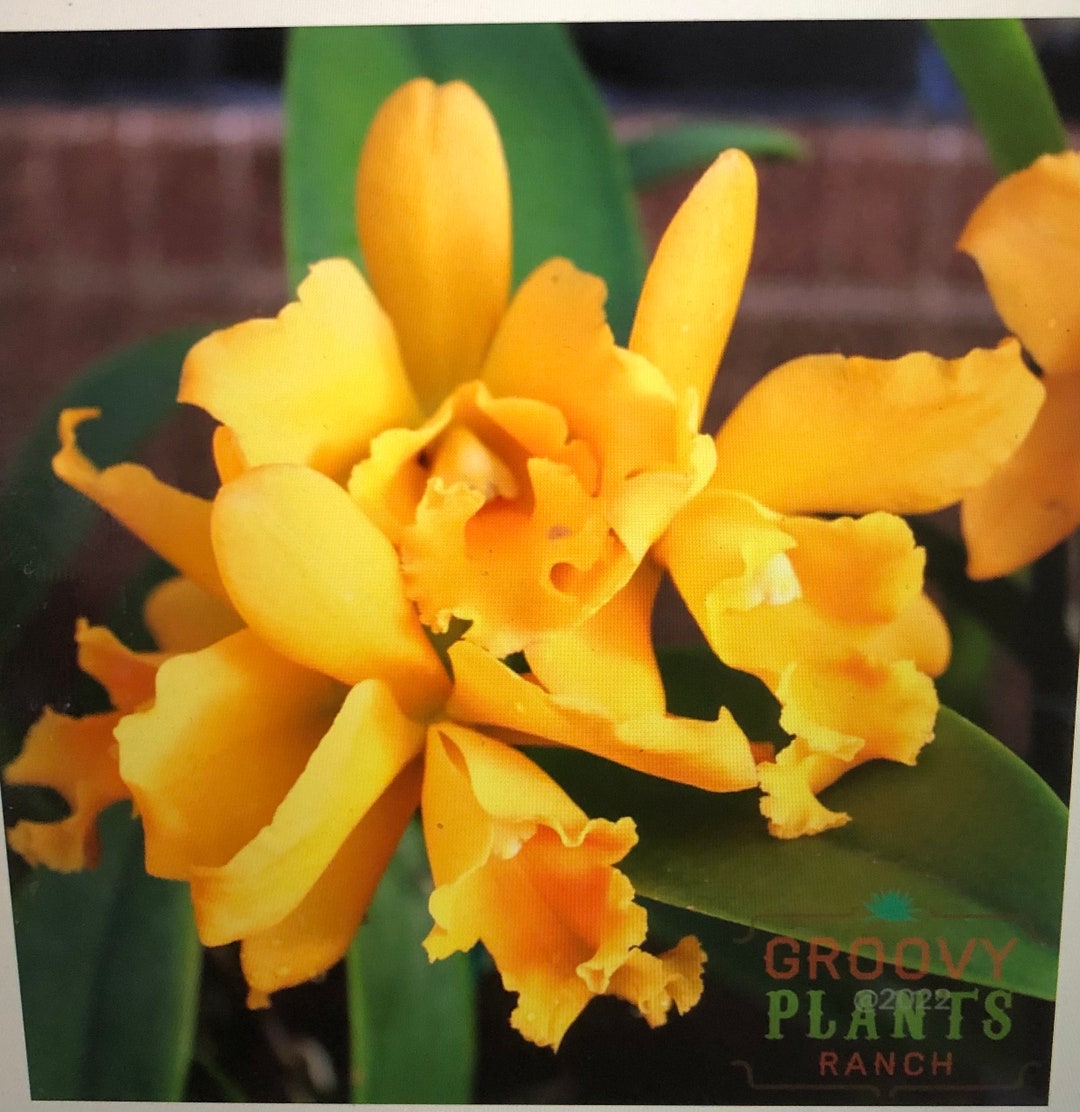 Rlc. Sky of Sunshine '31' Orchid Plant, Shipped Bare Root - Etsy
