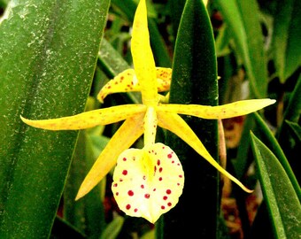 Orchid Plant Bl. Yellow Bird bc. Richard Mueller X B. Nodosa - Etsy