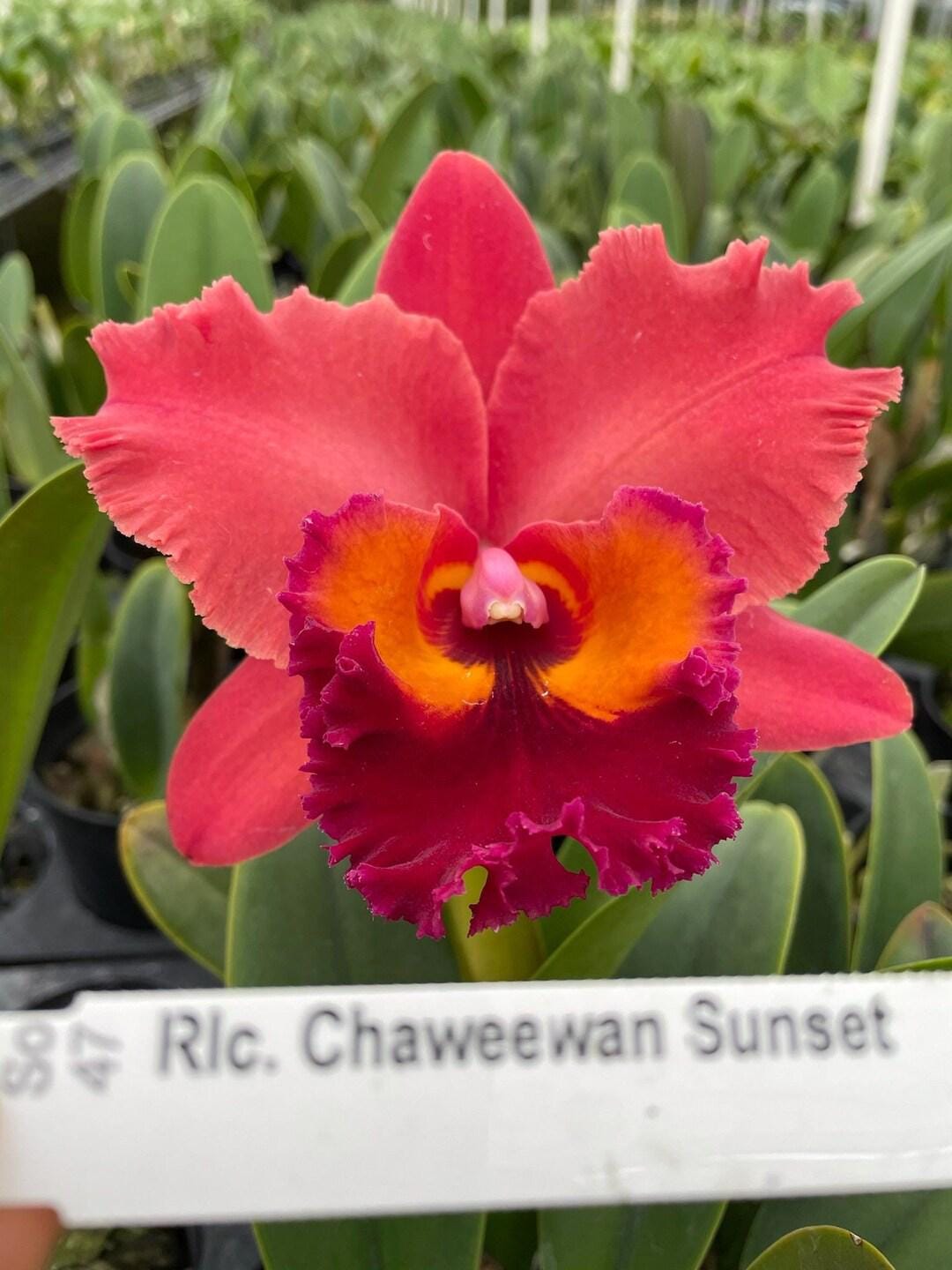 Rlc Chaweewan 'sunset', Orchid Plant, - Etsy