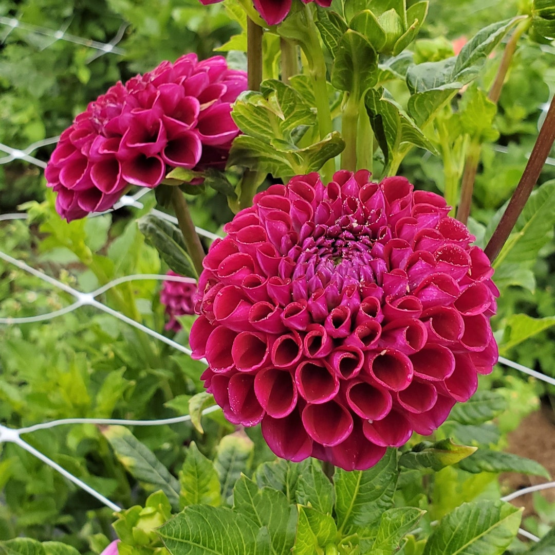 Ivanetti Dahlia - Etsy