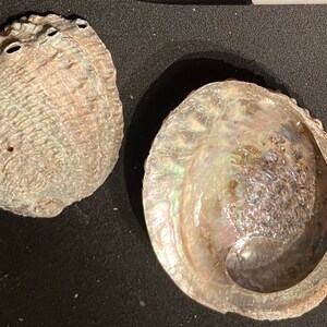 Smudge Shell With Sage (personal Size) - Etsy