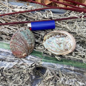 Smudge Shell With Sage (personal Size) - Etsy