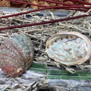 Smudge Shell With Sage (personal Size) - Etsy