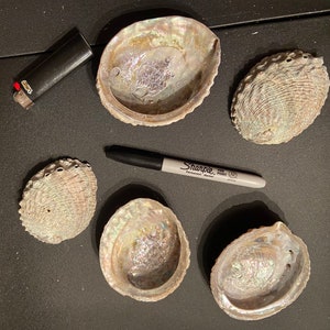 Smudge Shell With Sage (personal Size) - Etsy