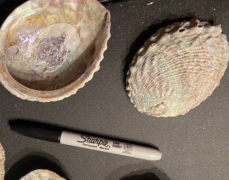 Smudge Shell With Sage personal Size - Etsy