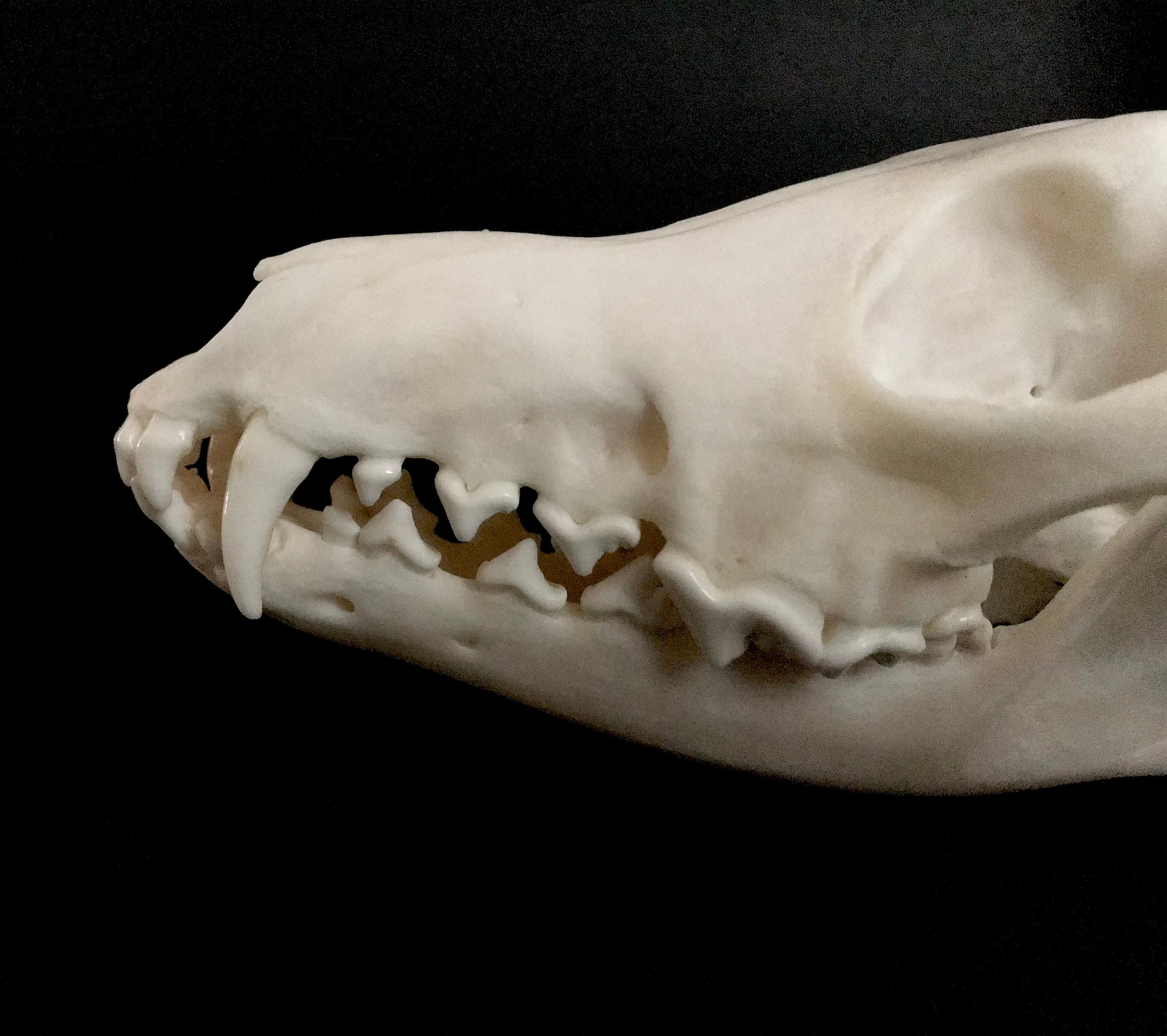 Real Coyote Skull, Female Coyote Skull, Coyote Art, Skull Art, Rustic ...