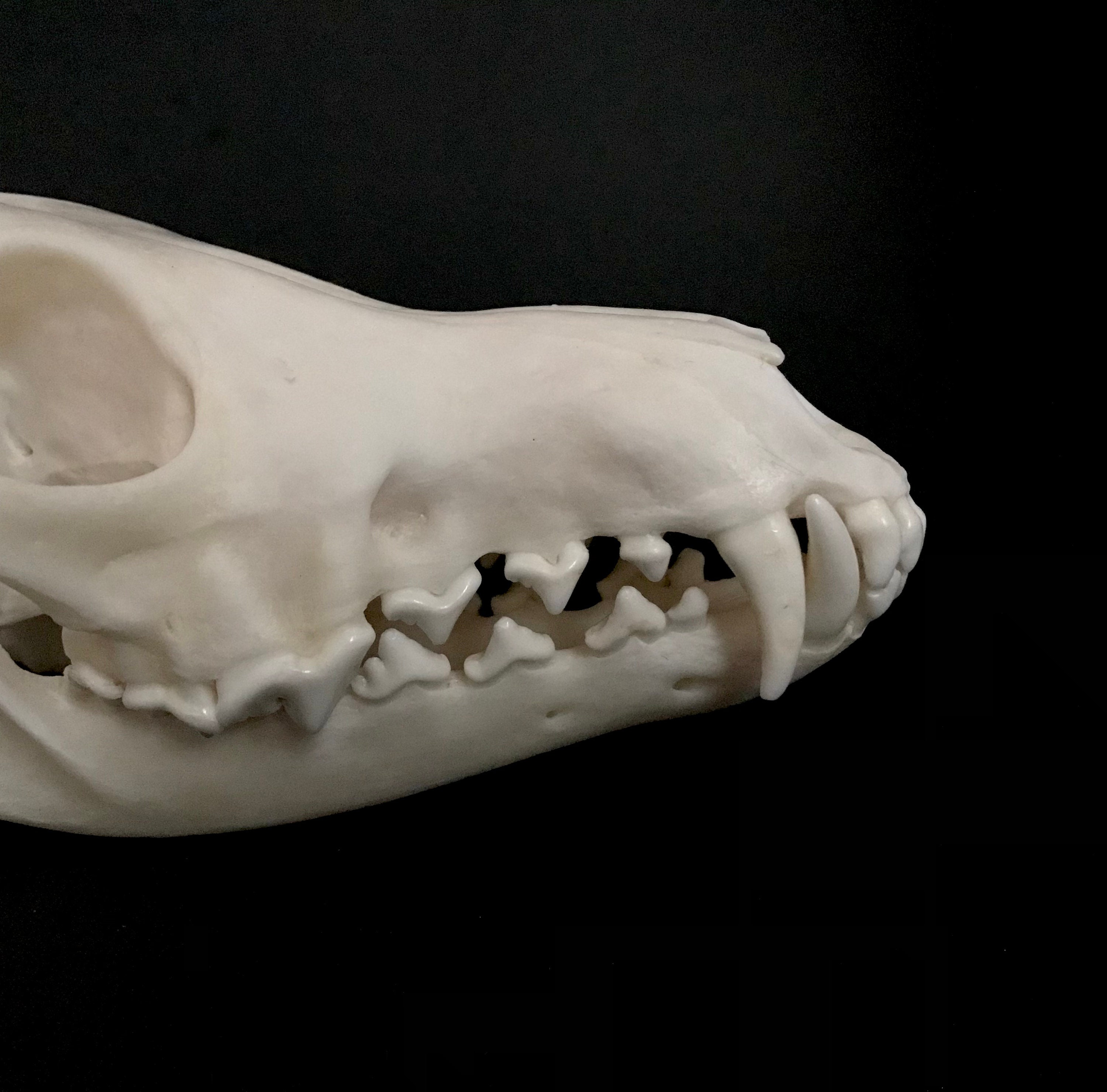 Real Coyote Skull, Female Coyote Skull, Coyote Art, Skull Art, Rustic ...