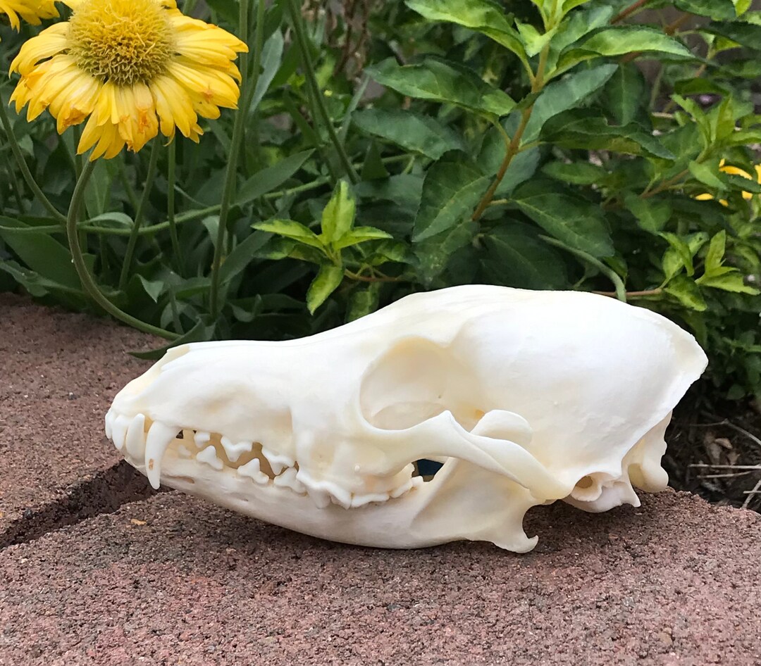 Coyote ol' Flossie Skull, Real Coyote Skull, Coyote Art, Skull Art ...