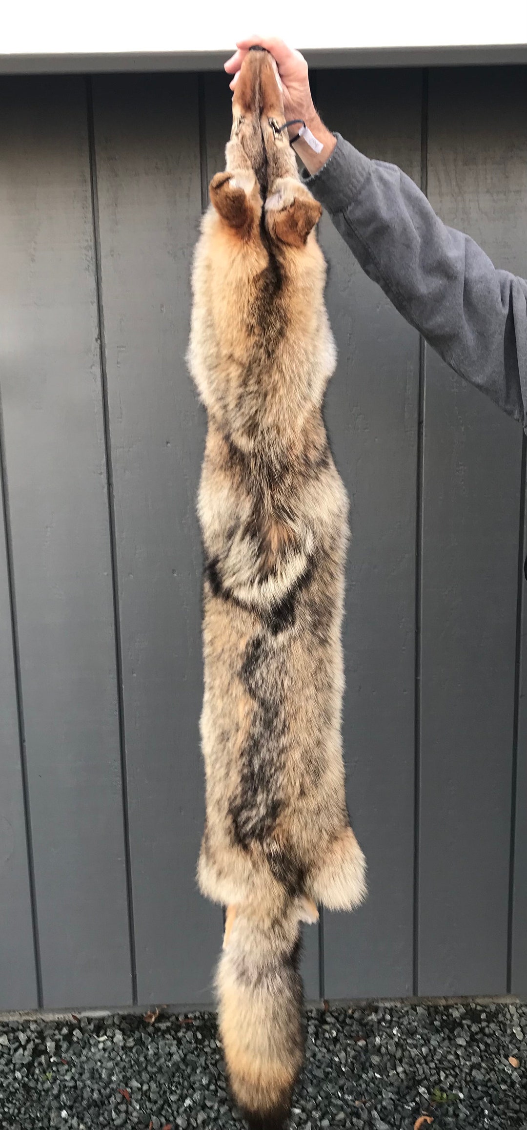 Tanned Coyote Pelt Coyote Hide Coyote Tube Pelt Cabin Decor Rustic ...
