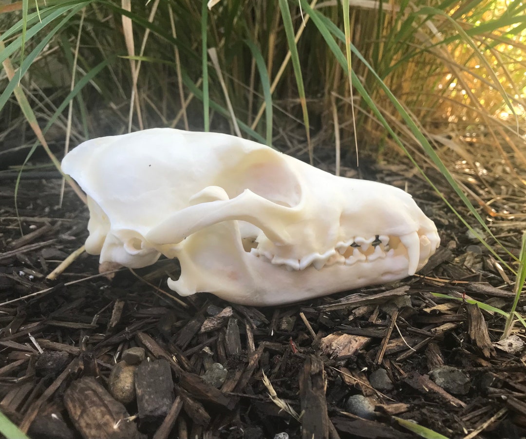 Female Coyote Skull Authentic Coyote Skull Skull Art Coyote Art ...