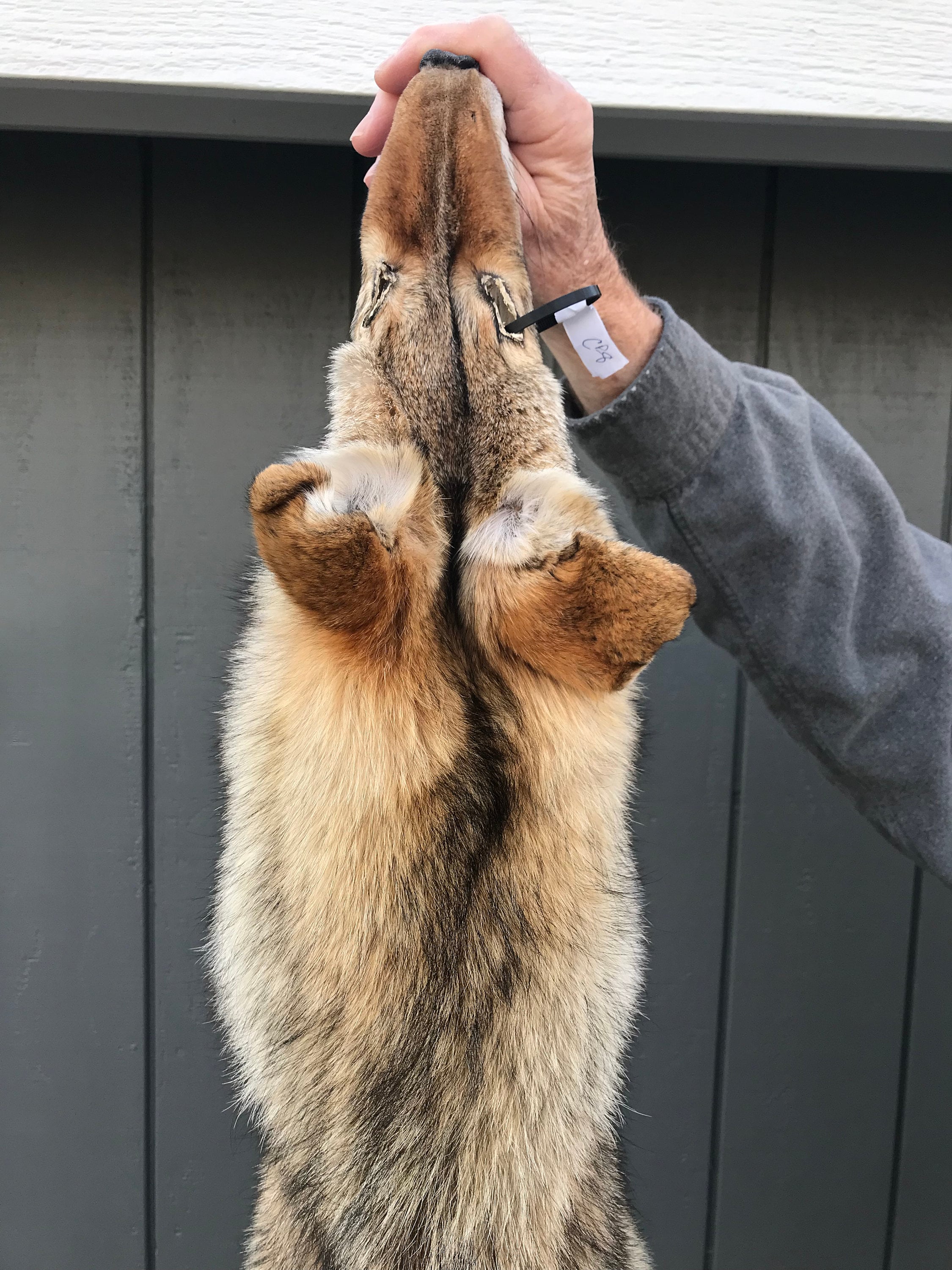 Tanned Coyote Pelt Coyote Hide Coyote Tube Pelt Cabin Decor Rustic ...