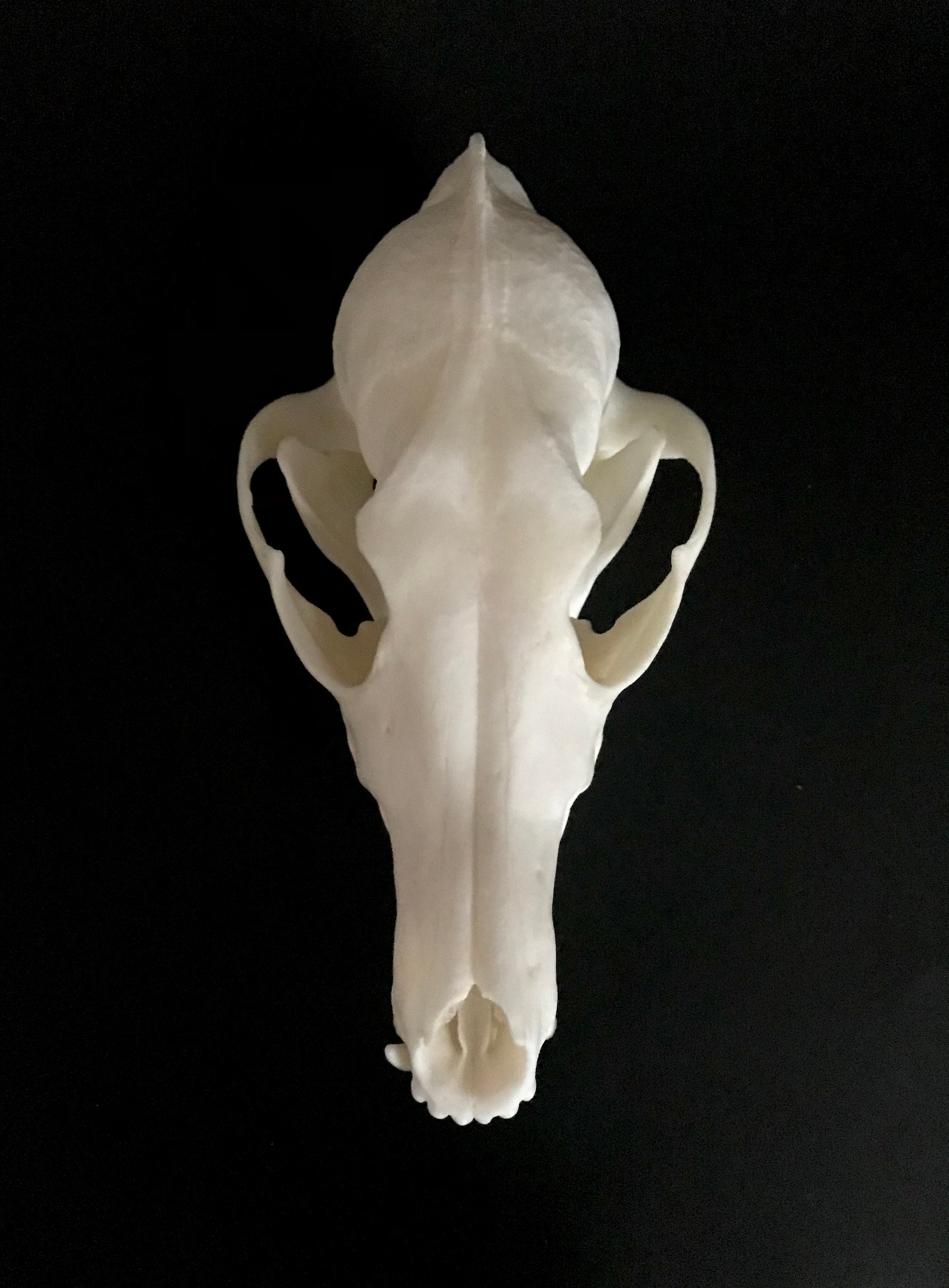 Real Coyote Skull, Female Coyote Skull, Coyote Art, Skull Art, Rustic ...