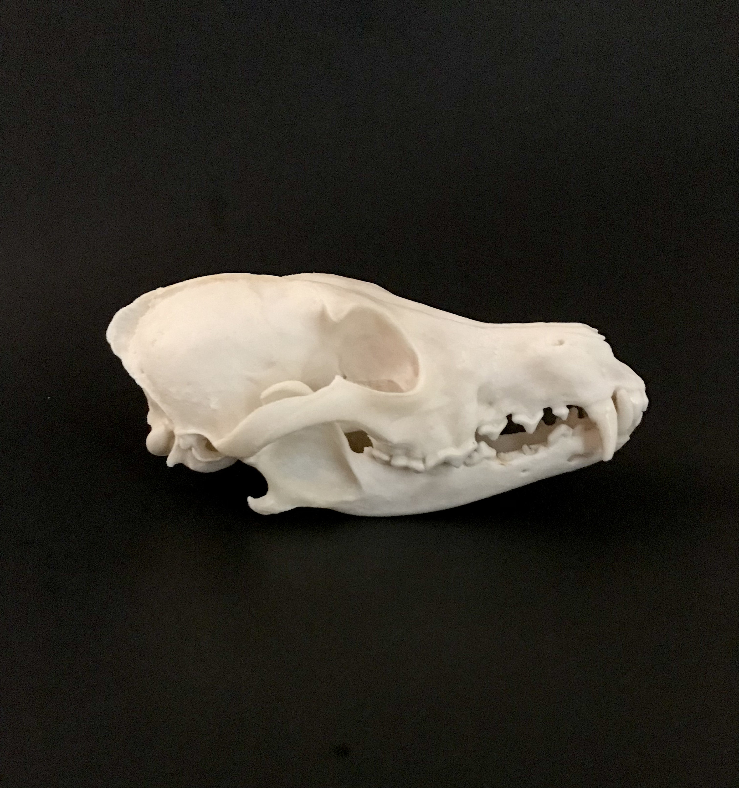 Coyote ol' Papa Otis Skull, Coyote Skull, Real Animal Skull, Large ...