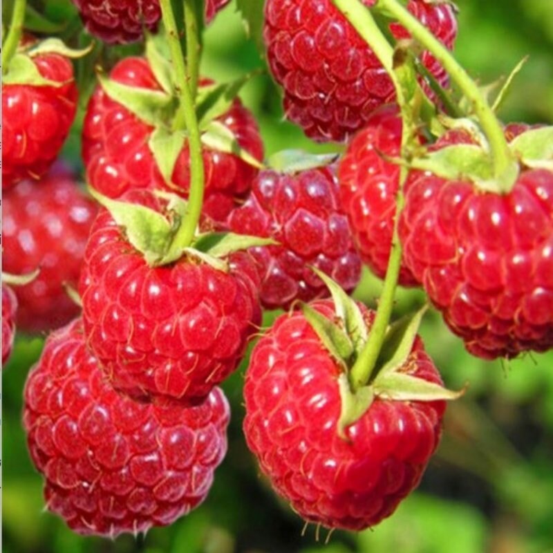 10 RED RASPBERRY Rubus Idaeus Fruit Bush Vine Seeds | Etsy