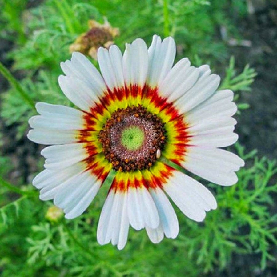 BIANCO Zulu Prince CAPE DAISY Venidium Fastuosum Alba Flower | Etsy