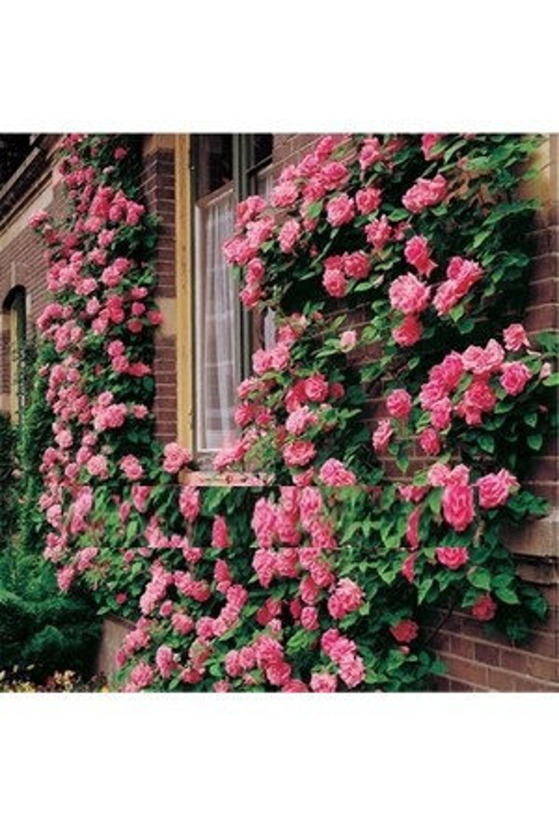 5 PINK CLIMBING ROSE Rosa Bush Vine Climber Fragrant Butterfly | Etsy