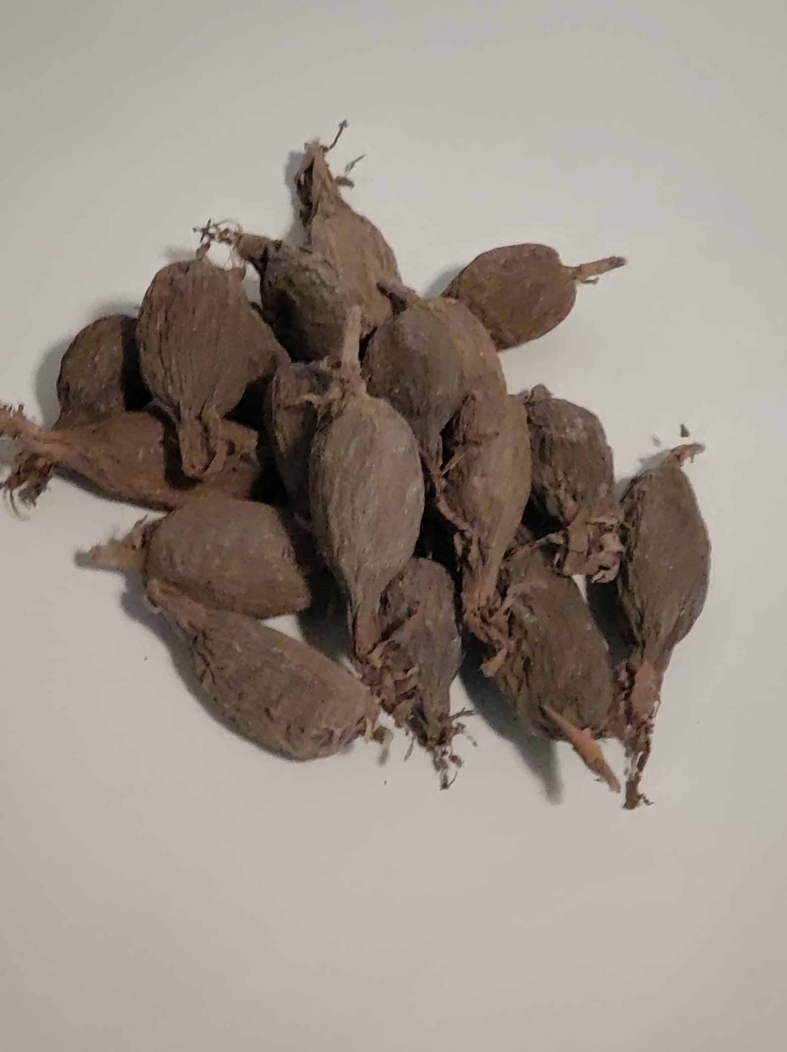 Alligator Pepper Pod Grain Of Paradise 10 pods | Etsy