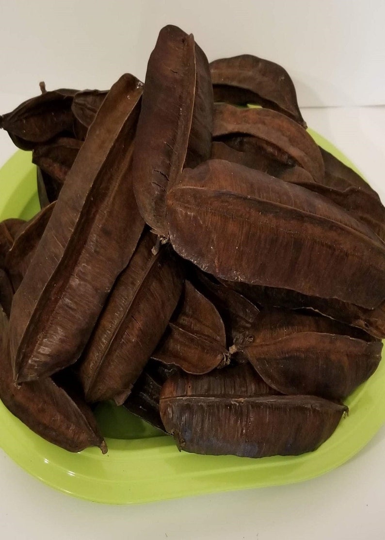 PREKESE Aidan Fruit Pod Tetrapleura Tetraptera Africa - Etsy