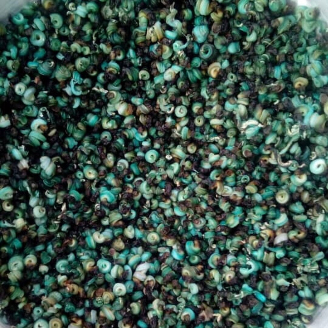 Dried Periwinkle Shell Free 5oz - Etsy Denmark