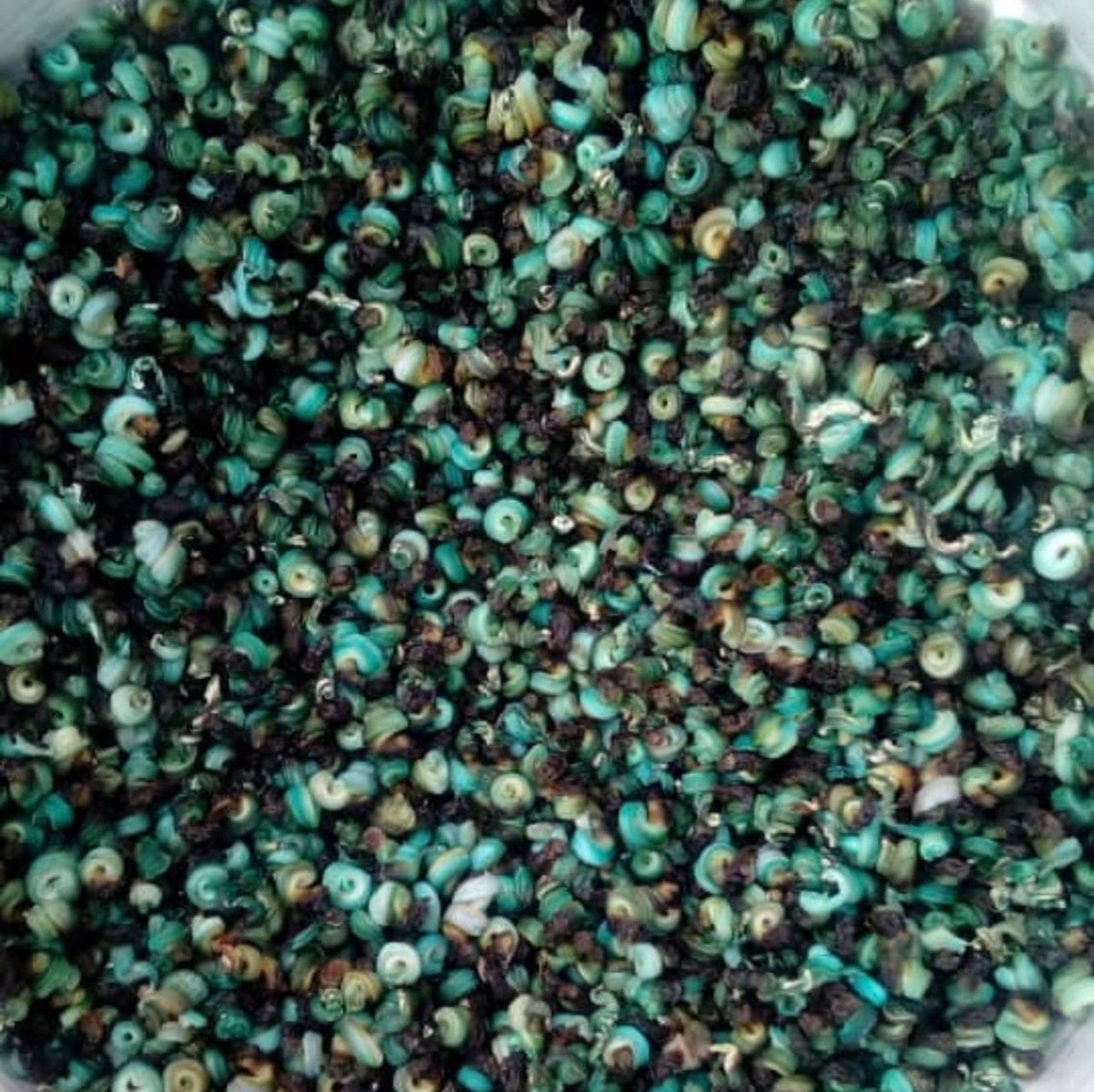 Dried Periwinkle Shell Free 5oz - Etsy Denmark