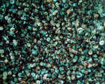 Periwinkle Shell | Etsy