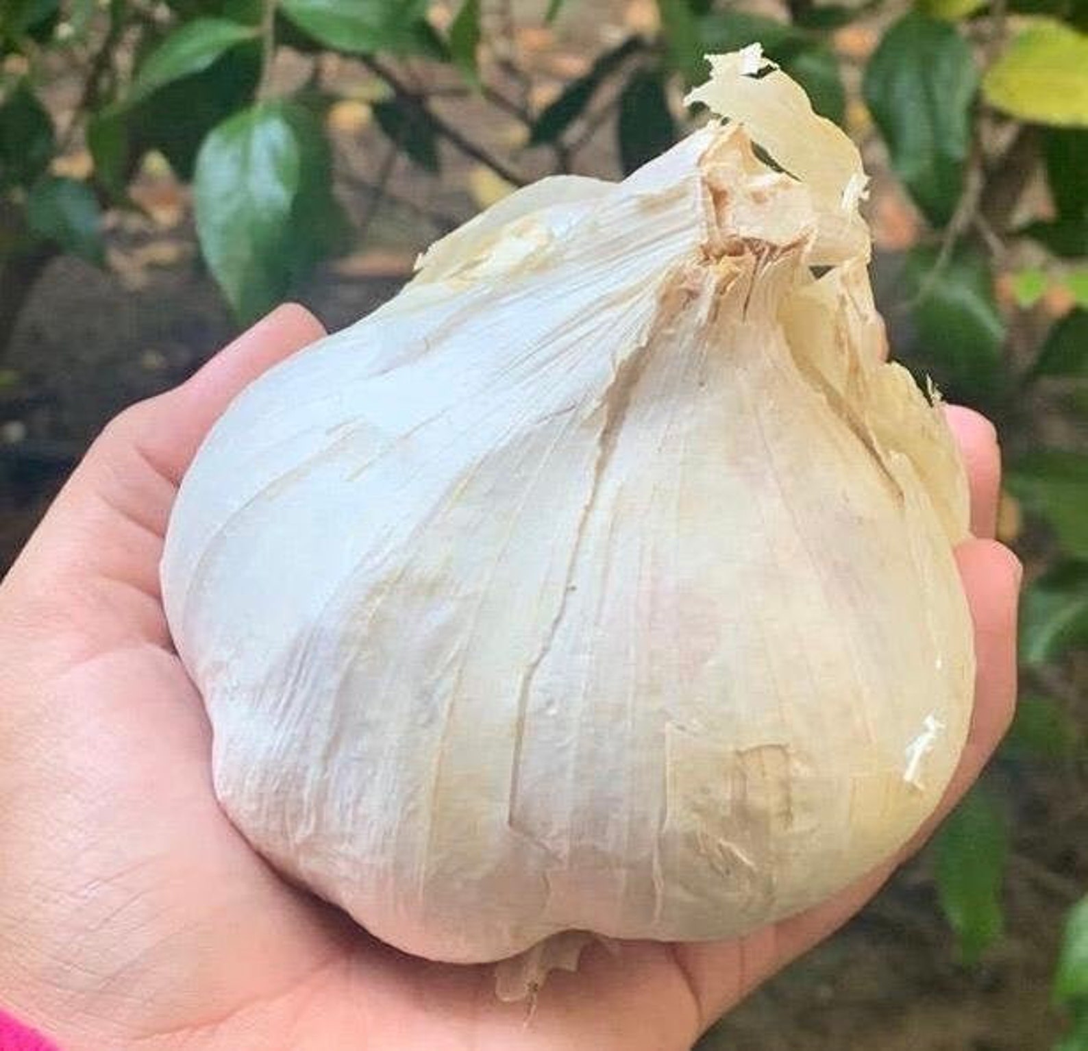Elephant Garlic 2 Huge Bulbs Fresh for Planting Eating Size 0.10 0.15 ...