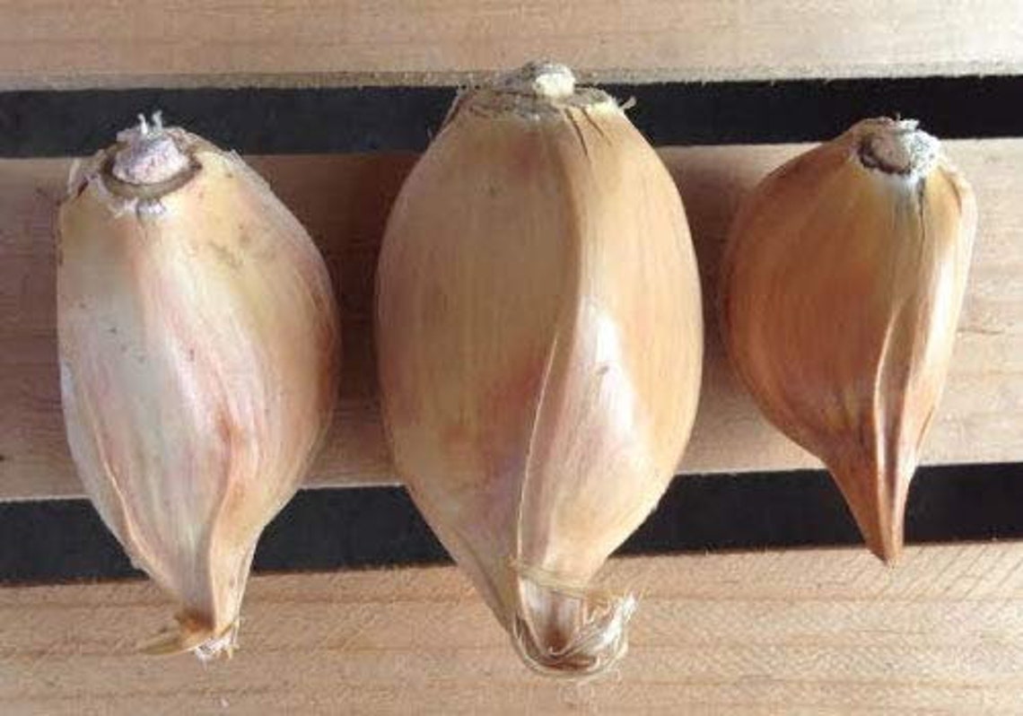 Garlic Elephant Seed:0.15 OZ About 11 to 15 Cloves Organic Fresh Seeds ...