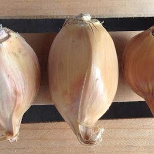 Garlic Elephant Seed:0.15 OZ About 11 to 15 Cloves Organic Fresh Seeds ...
