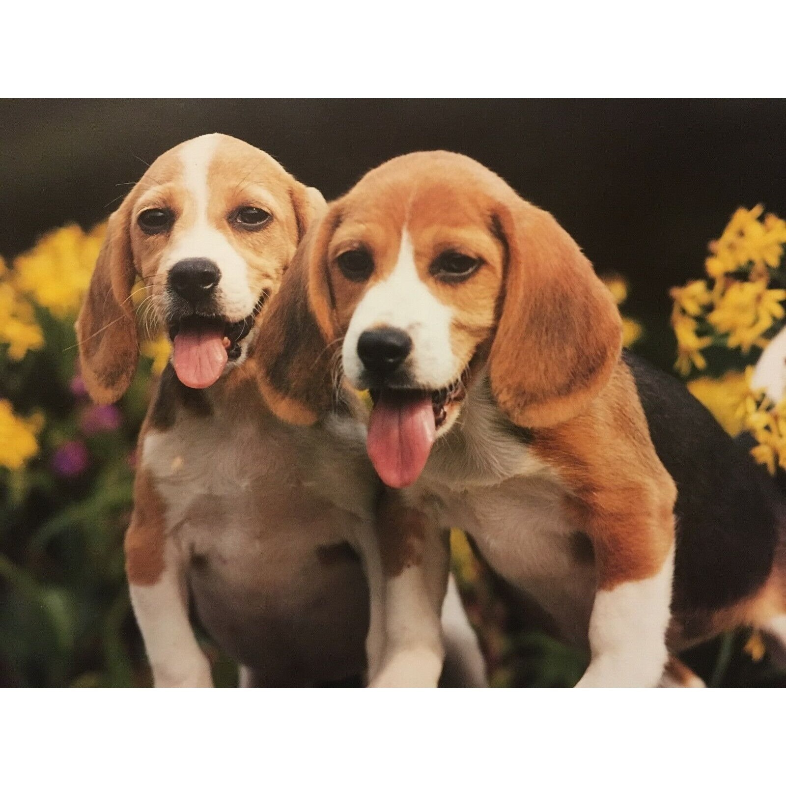 Hunting Dog Poster Beagle Print Pups Lithograph Vintage Wall Art PH504 ...