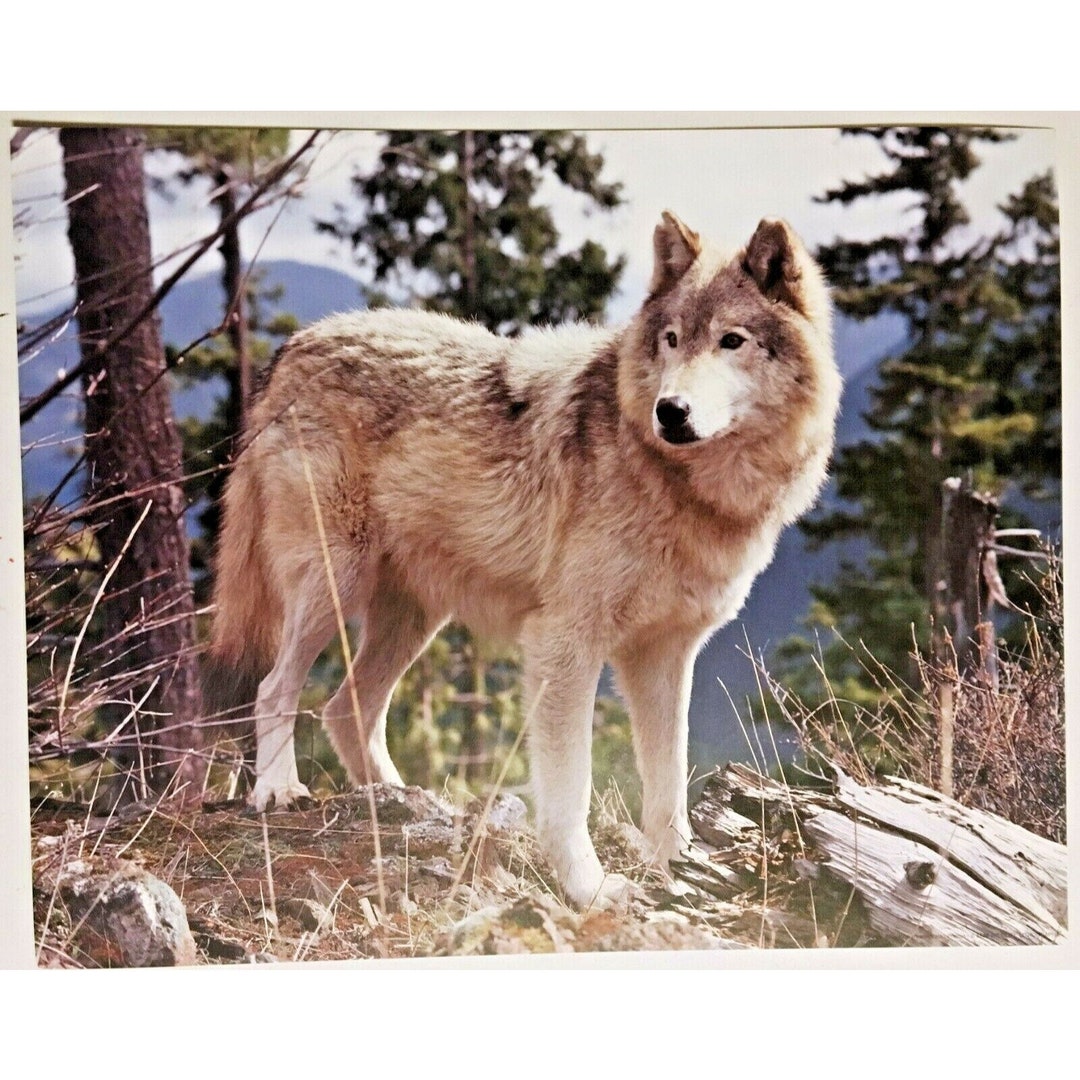 Wolf Poster Print Wildlife Lithographs 1988 Standing From Side Vintage ...