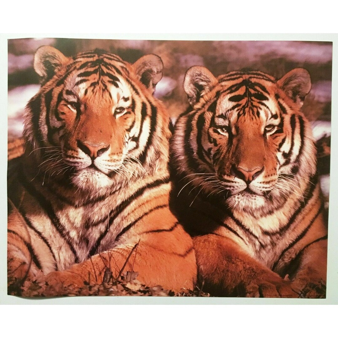 Tiger Poster Print 2 Orange Vintage Zoo Lithograph Art Cuddling Peter ...