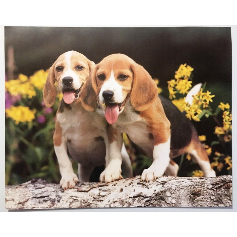 Hunting Dog Poster Beagle Print Pups Lithograph Vintage Wall Art PH504 ...