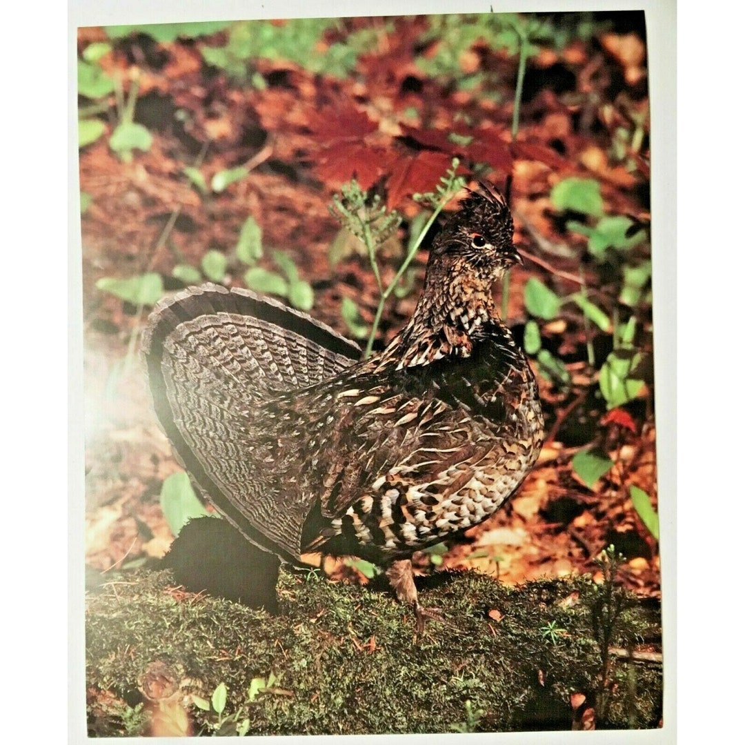 Ruffed Grouse Poster Print Wildlife Lithograph Vintage 1986 Wall Art ...