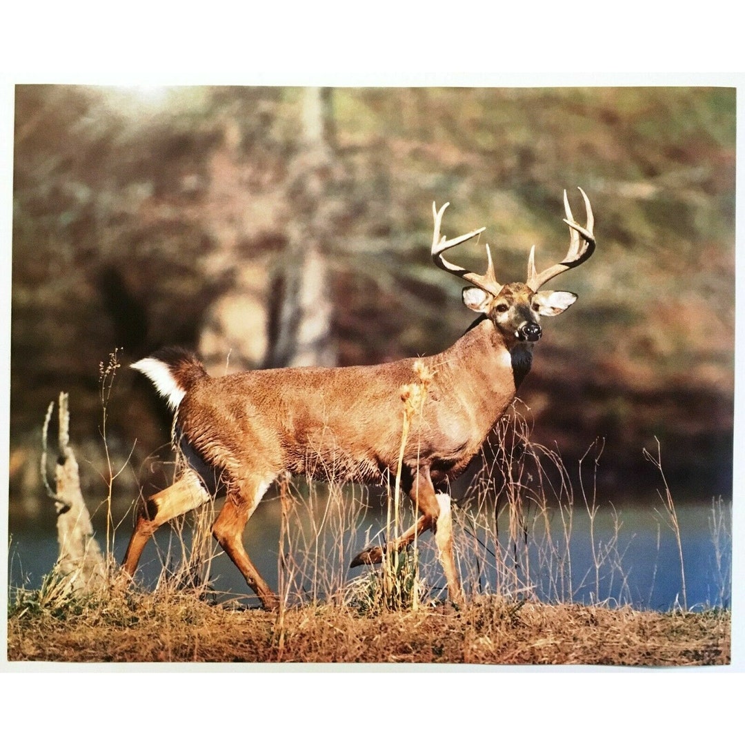 Buck Poster Deer Art Walking by Lake Print Vintage Wall Wonderland ...