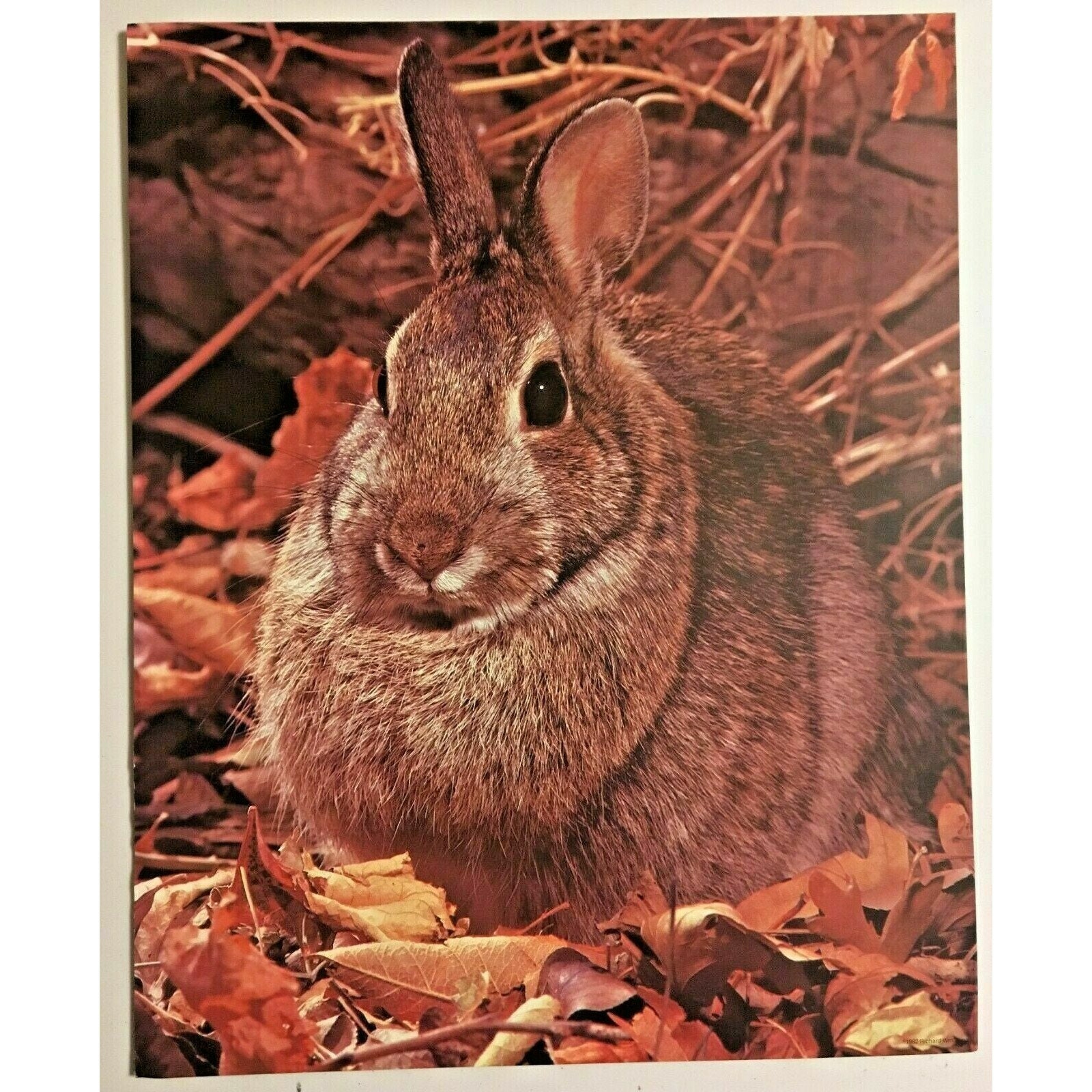 Rabbit Poster Print Bunny on Leaves Nature Wildlife Wall Art Print ...