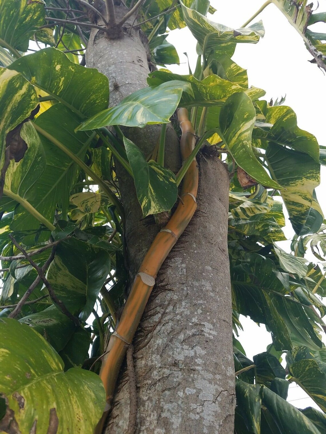 Variegated Golden Giant Pothos Hawaiian Epipremnum Pinnatum - Etsy